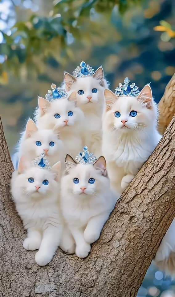 5 Macam Kucing Anggora di Tahun 2025: Panduan Lengkap untuk Pecinta ...